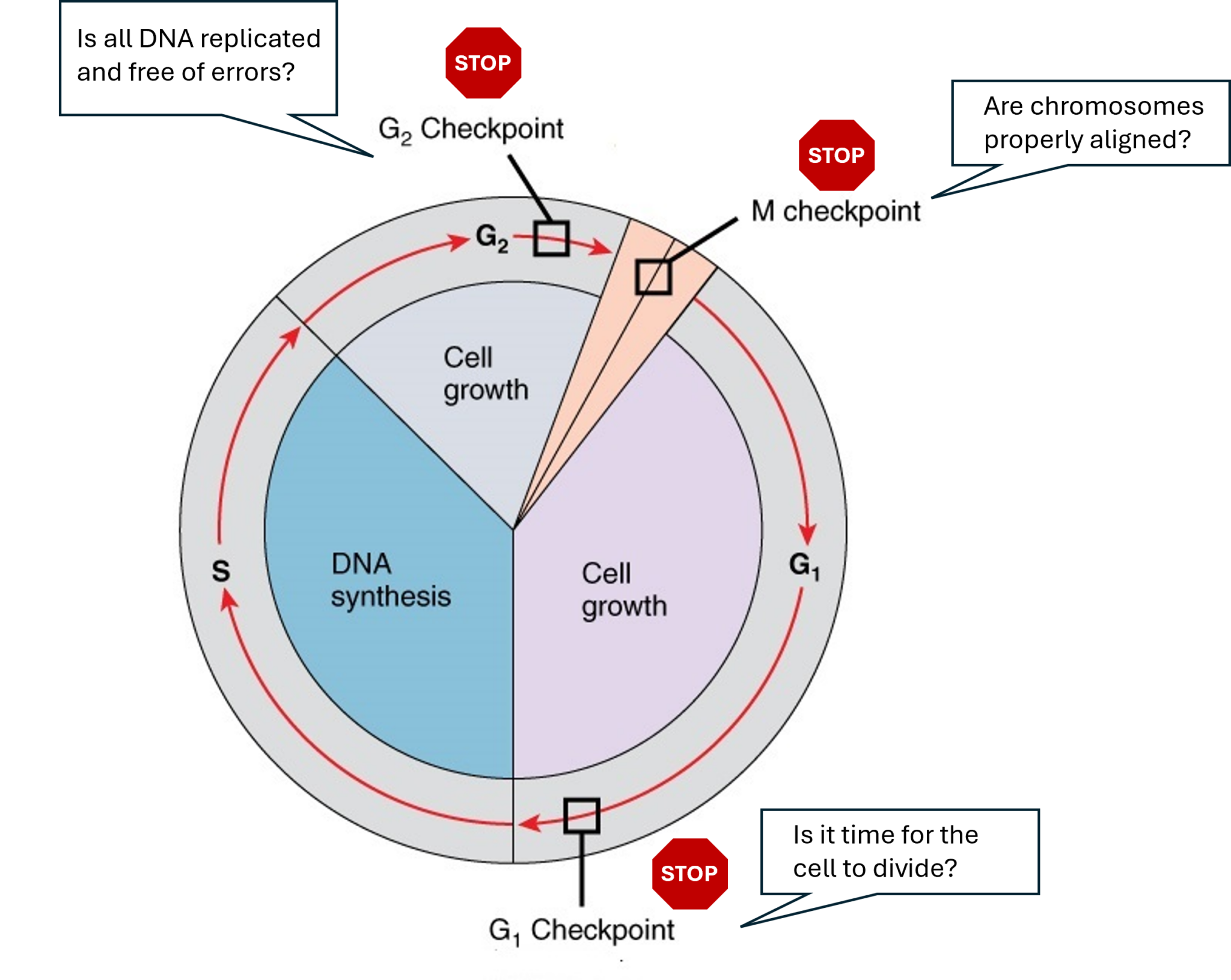4.12 Cell Cycle and Cell Division – Human Biology – CapilanoU