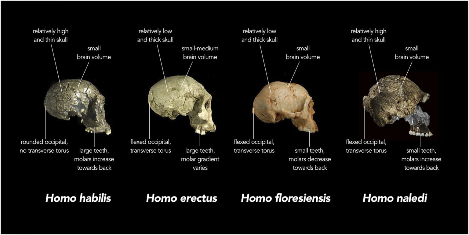 2.5 The Human Animal – Human Biology – CapilanoU