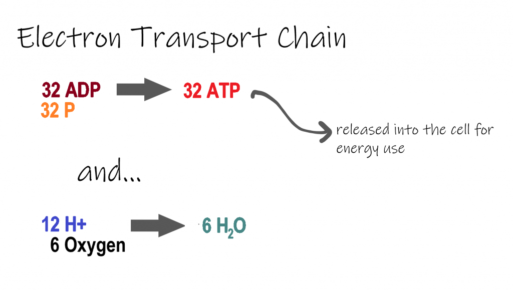 4.10 Cellular Respiration – Human Biology – CapilanoU