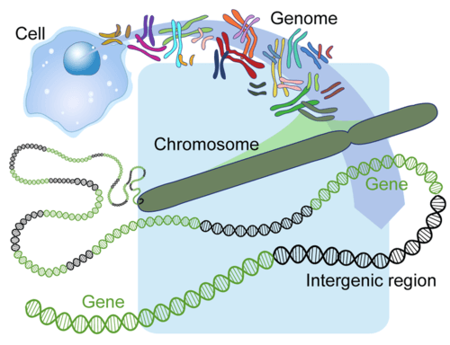 5.17 The Human Genome – Human Biology – CapilanoU