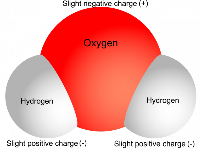 3.11 Water and Life – Human Biology – CapilanoU
