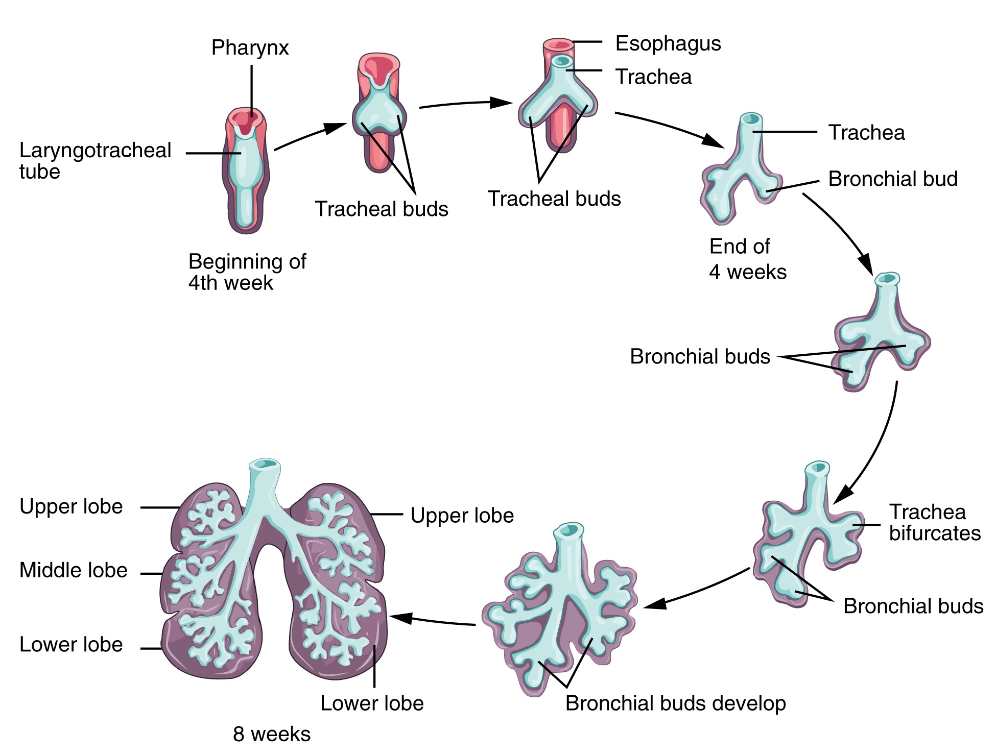 Organs and Special Regions – Advanced Anatomy 2nd. Ed.