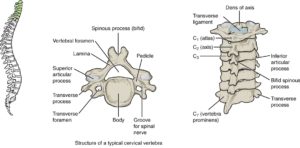 Bones – Advanced Anatomy 2nd. Ed.