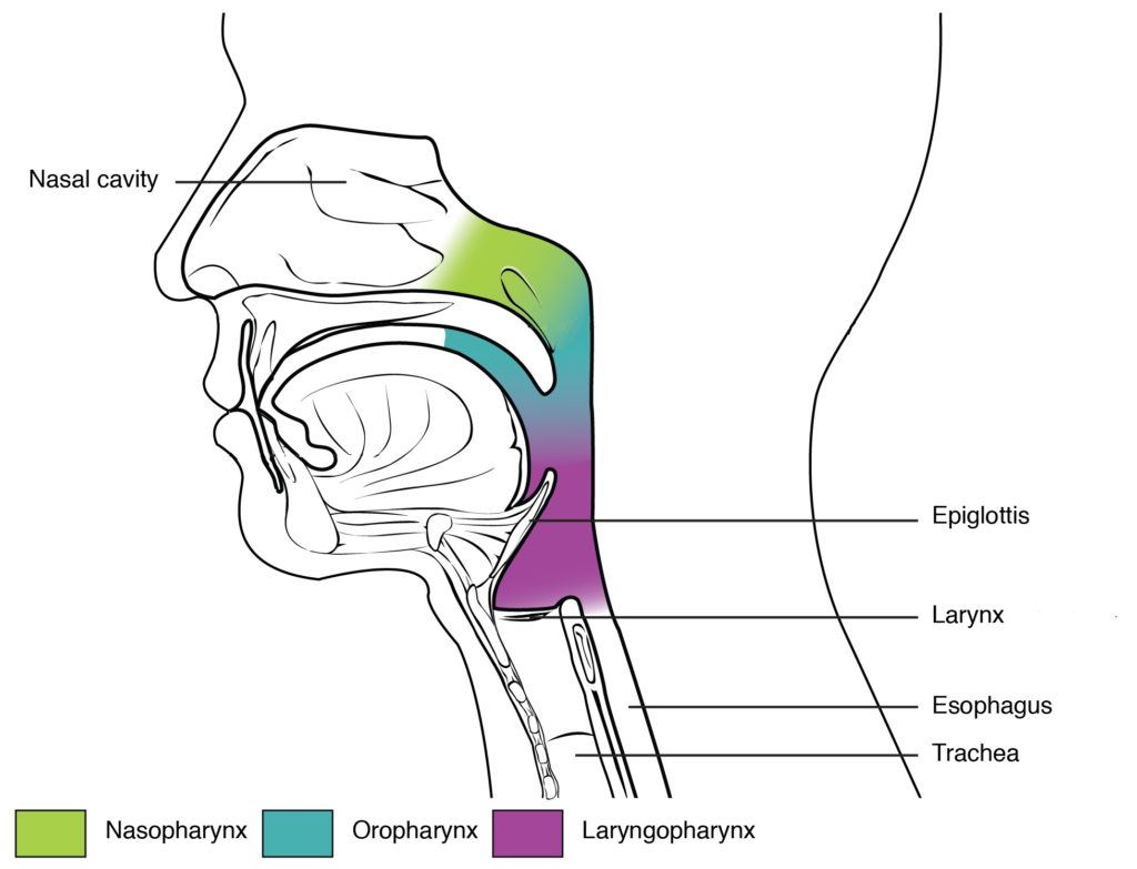 Organy i regiony specjalne - Advanced Anatomy 2nd. Ed. | Wechsel