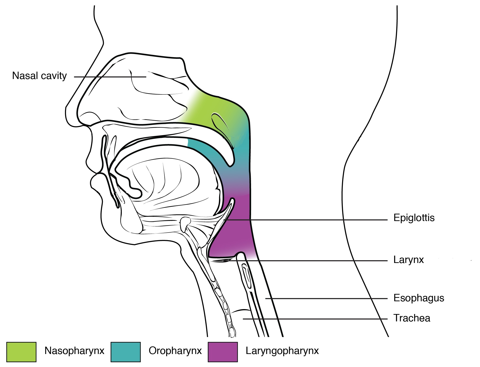 Elimet ja erityisalueet - edistynyt anatomia 2. sija. Toim. | Wechsel