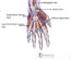 Nerves, Blood Vessels and Lymph – Advanced Anatomy 2nd. Ed.
