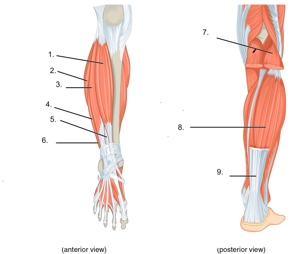 Chapter Conclusion – Advanced Anatomy 2nd. Ed.