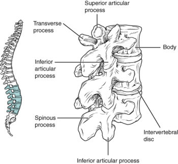 Bones – Advanced Anatomy 2nd. Ed.