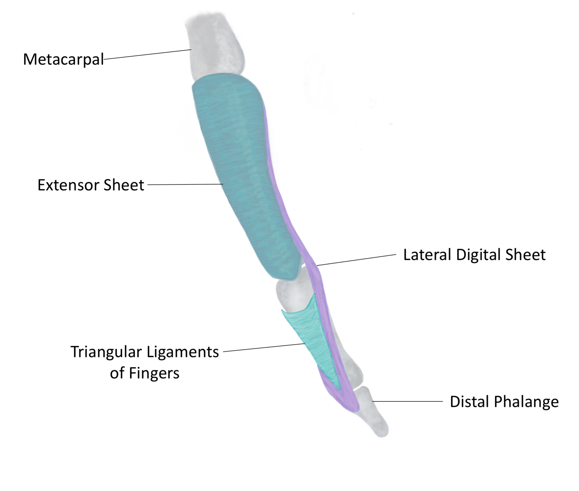 The Hand – Advanced Anatomy 2nd. Ed.