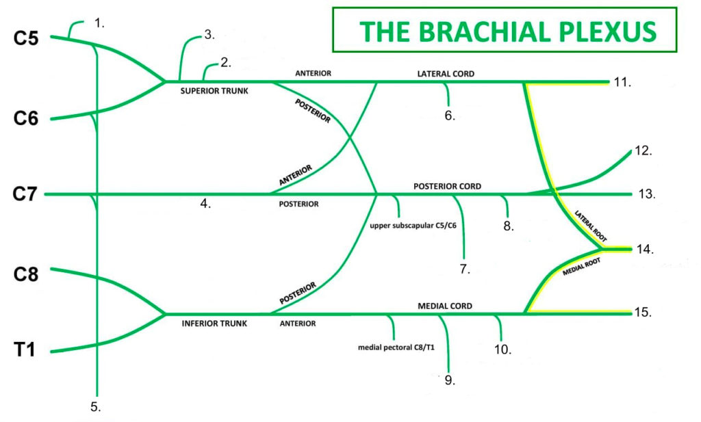 Chapter Conclusion – Advanced Anatomy 2nd. Ed.