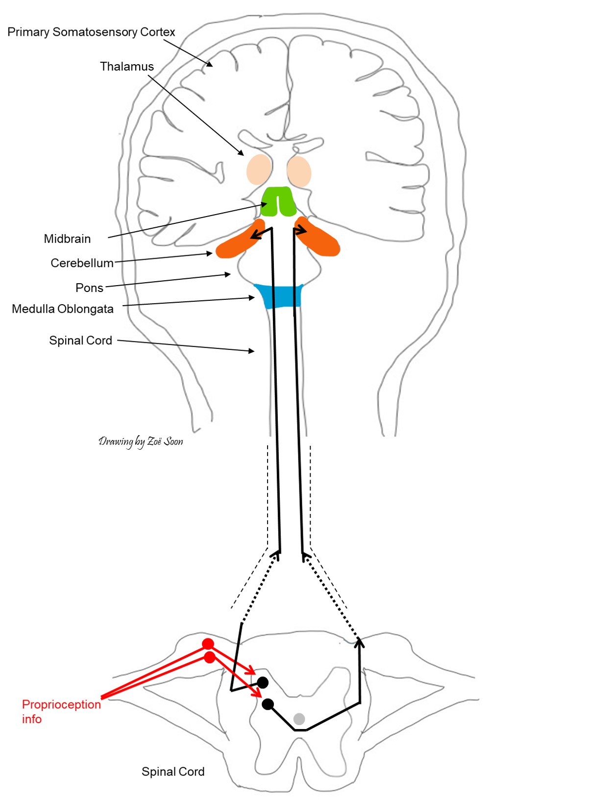 Somatic Sensory And Motor Pathways