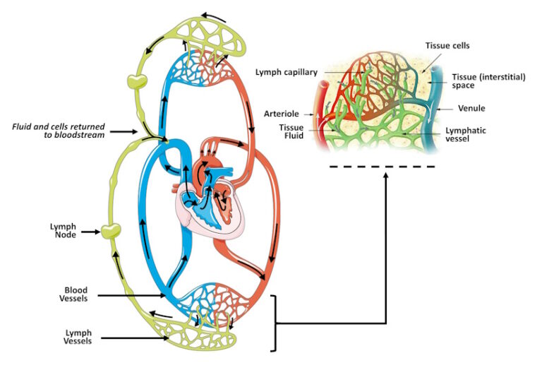 Chapter 4: Components of Adaptive Immune System – Basic Concepts in ...