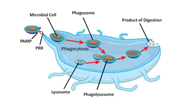 Chapter 3 Induced Innate Immune Responses – Basic Concepts in Applied ...
