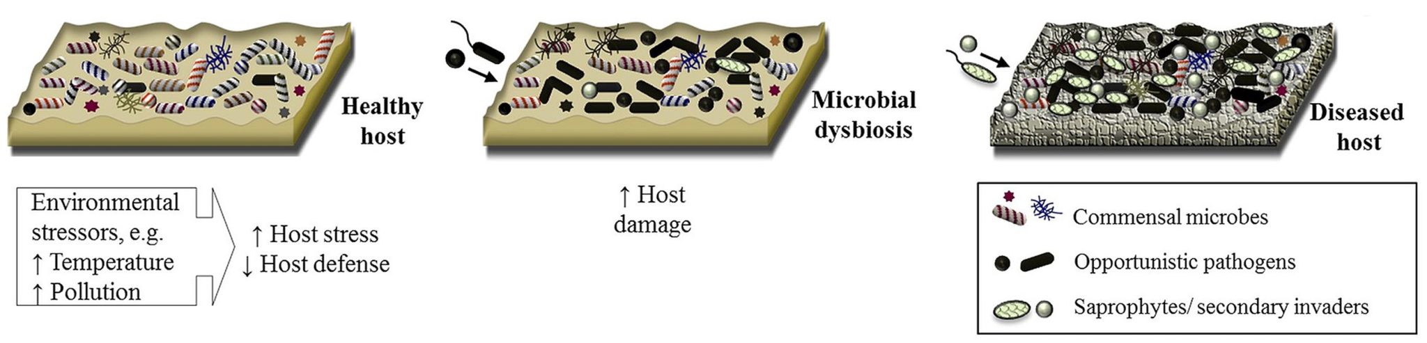 Chapter 2: Innate Immune Barriers and Components – Basic Concepts in ...