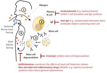 Chapter 7: Immunology in Health and Medicine – Basic Concepts in ...