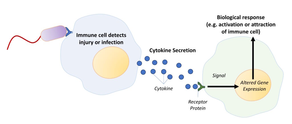 Chapter 3 Induced Innate Immune Responses – Basic Concepts in Applied ...