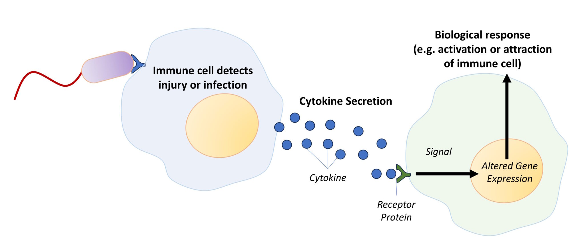 Chapter 3 Induced Innate Immune Responses – Basic Concepts in Applied ...