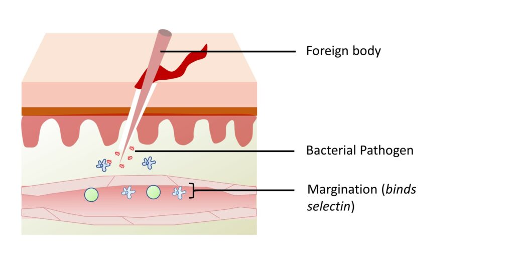 Chapter 3 Induced Innate Immune Responses – Basic Concepts in Applied ...