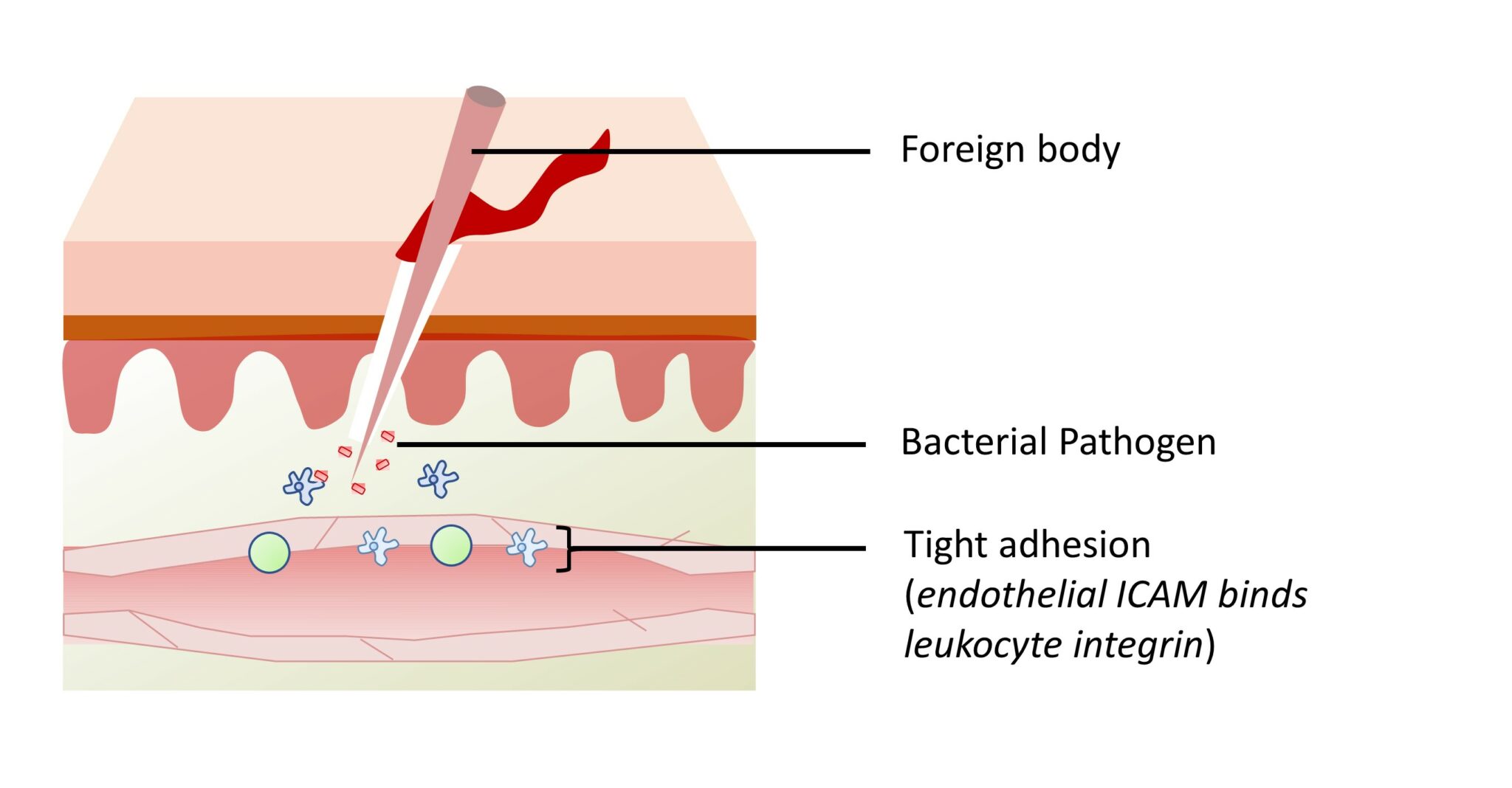Chapter 3 Induced Innate Immune Responses – Basic Concepts in Applied ...