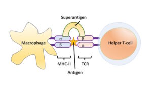 Chapter 5: Development and Stimulation of Adaptive Immune Response ...
