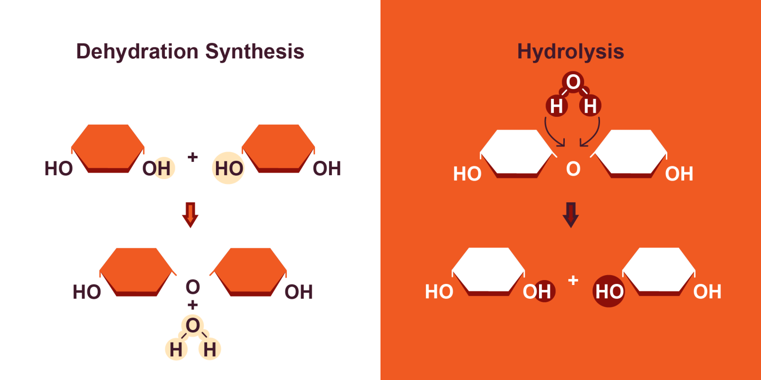 Chapter 5: Biological molecules – Chemistry for Biology 1190 Students