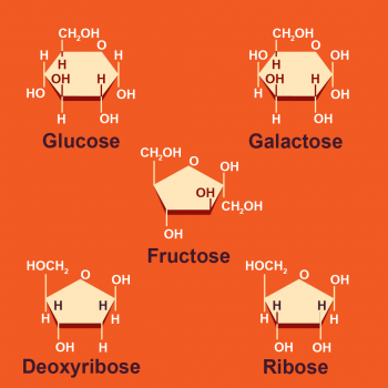 Carbohydrates – Chemistry for Biology 1190 Students