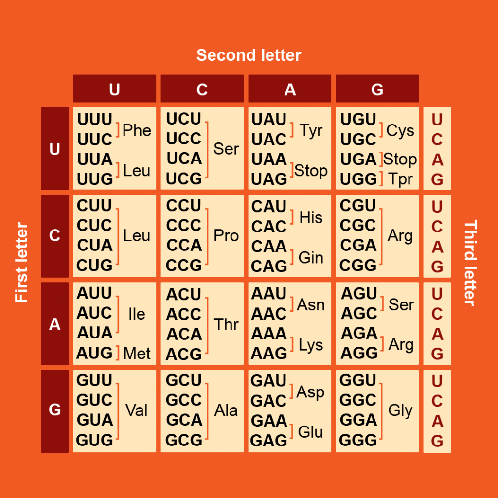 Nucleic Acids – Chemistry for Biology 1190 Students