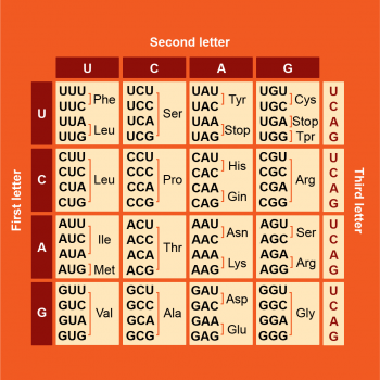 Nucleic Acids – Chemistry for Biology 1190 Students
