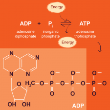 Adenosine triphosphate (ATP) – Chemistry for Biology 1190 Students