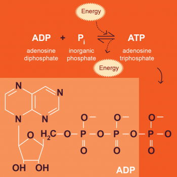 Adenosine triphosphate (ATP) – Chemistry for Biology 1190 Students