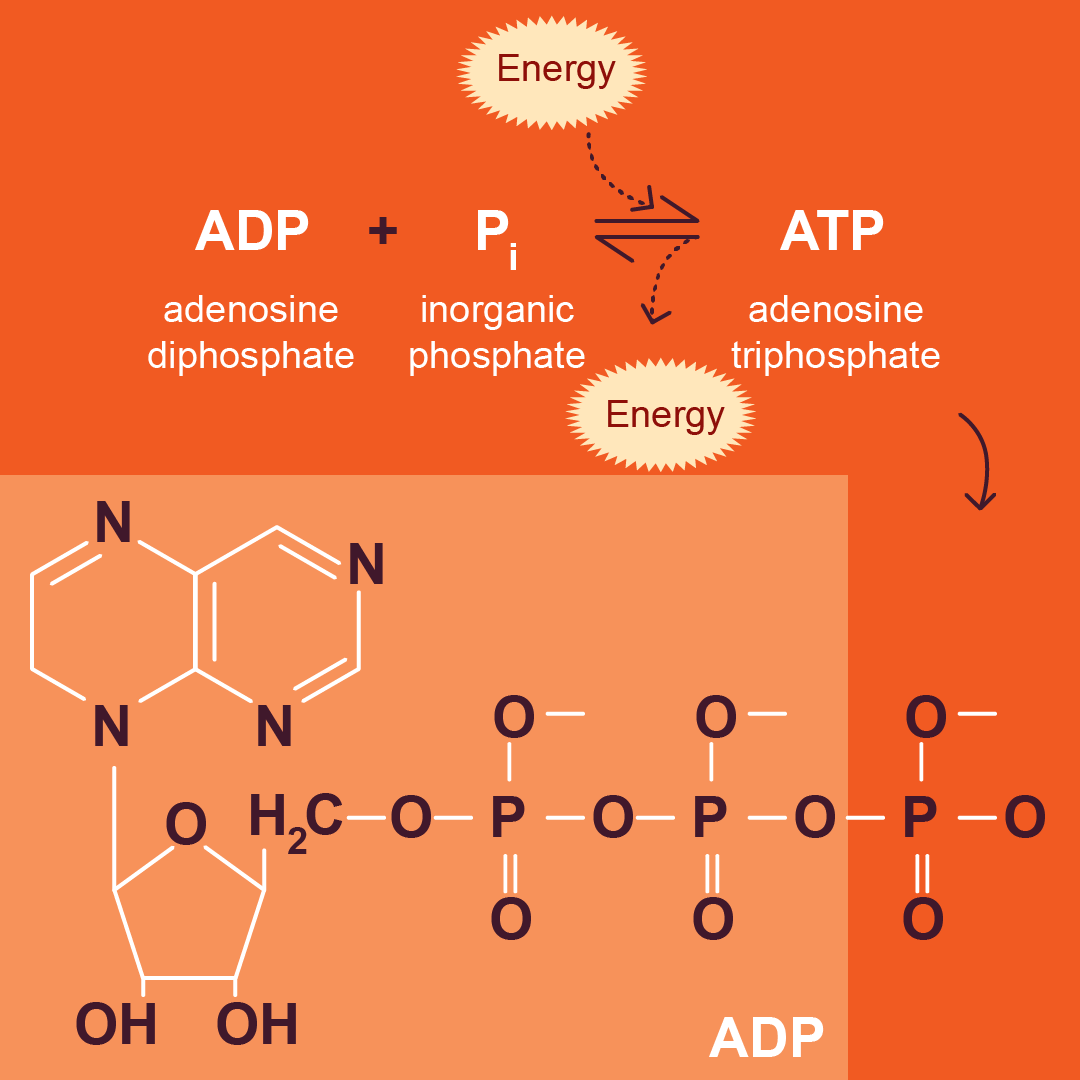 Adenosine triphosphate (ATP) – Chemistry for Biology 1190 Students