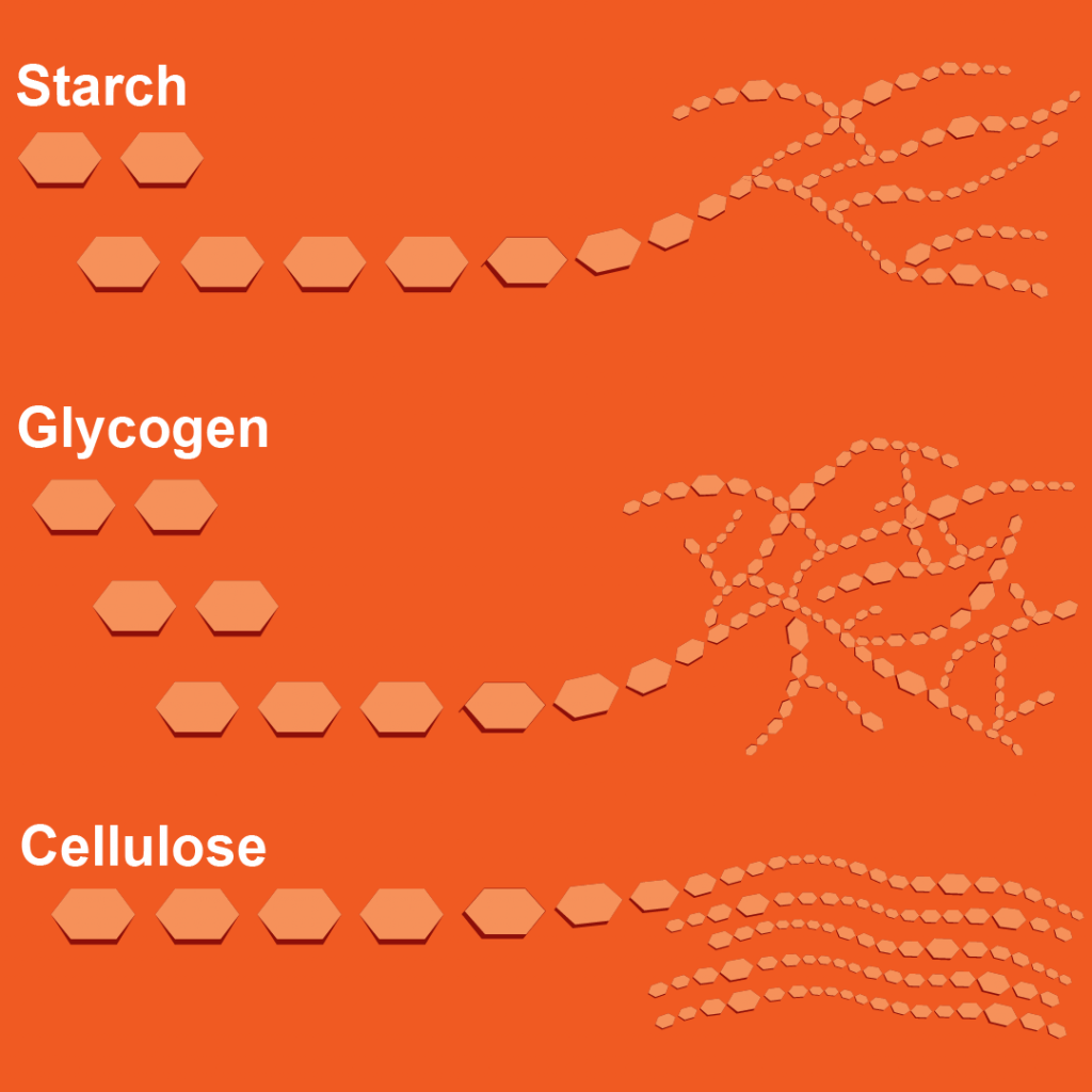 Carbohydrates – Chemistry for Biology 1190 Students