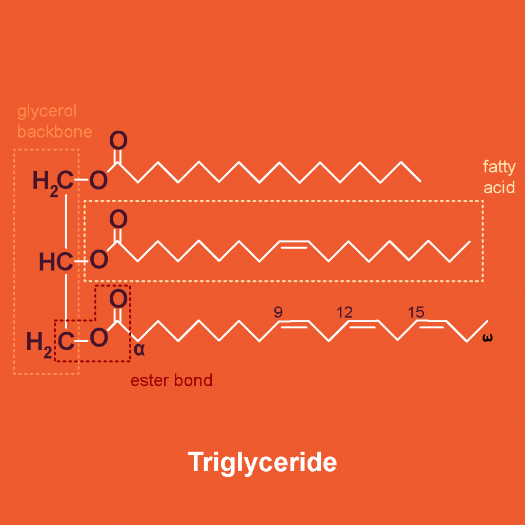 Lipids – Chemistry for Biology 1190 Students