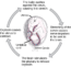 14.3 Homeostasis – Concepts of Biology – H5P