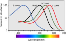 17.5 Vision – Concepts of Biology – H5P