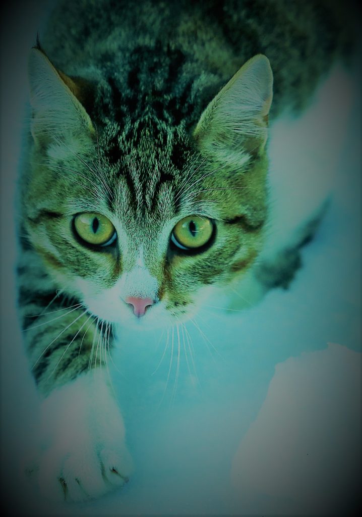 Anatomy of a CC Licence – Creative Commons Certificate