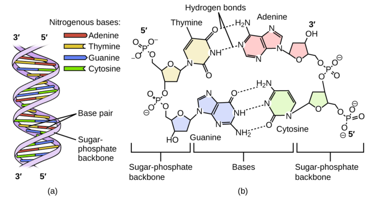10.2 Functional Groups – CHEM 1114 – Introduction to Chemistry