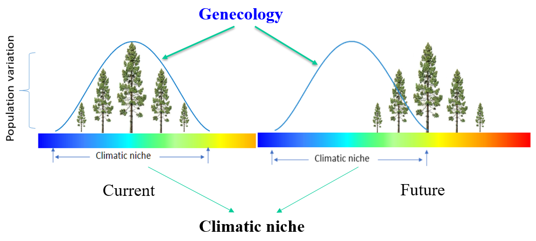 Topic 42 Introduction To Genecology Functions Climatic And Ecological Modelling For Adaptive