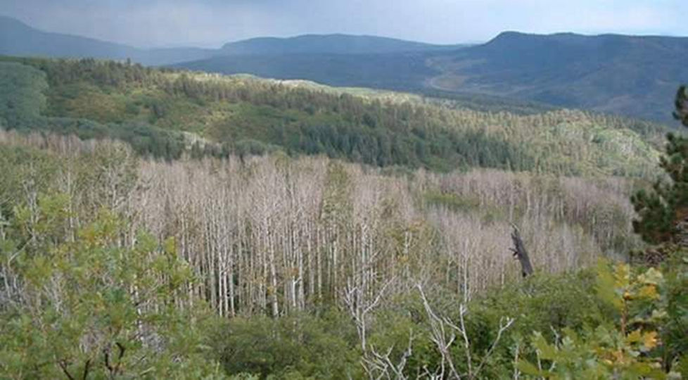 Topic 41 Introduction To Niche Based Ecological Models Climatic And Ecological Modelling For