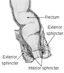 6.4 Administering Medications Rectally and Vaginally – Clinical ...