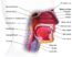 5.9 Oropharyngeal suctioning – Clinical Procedures for Safer Patient Care
