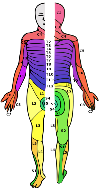 2.6 Head-to-Toe Assessment: head and neck / Neurological Assessment ...