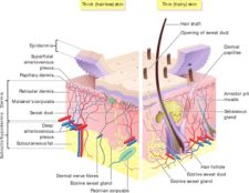 2.12 Head-to-Toe Assessment: Integument Assessment – Clinical ...
