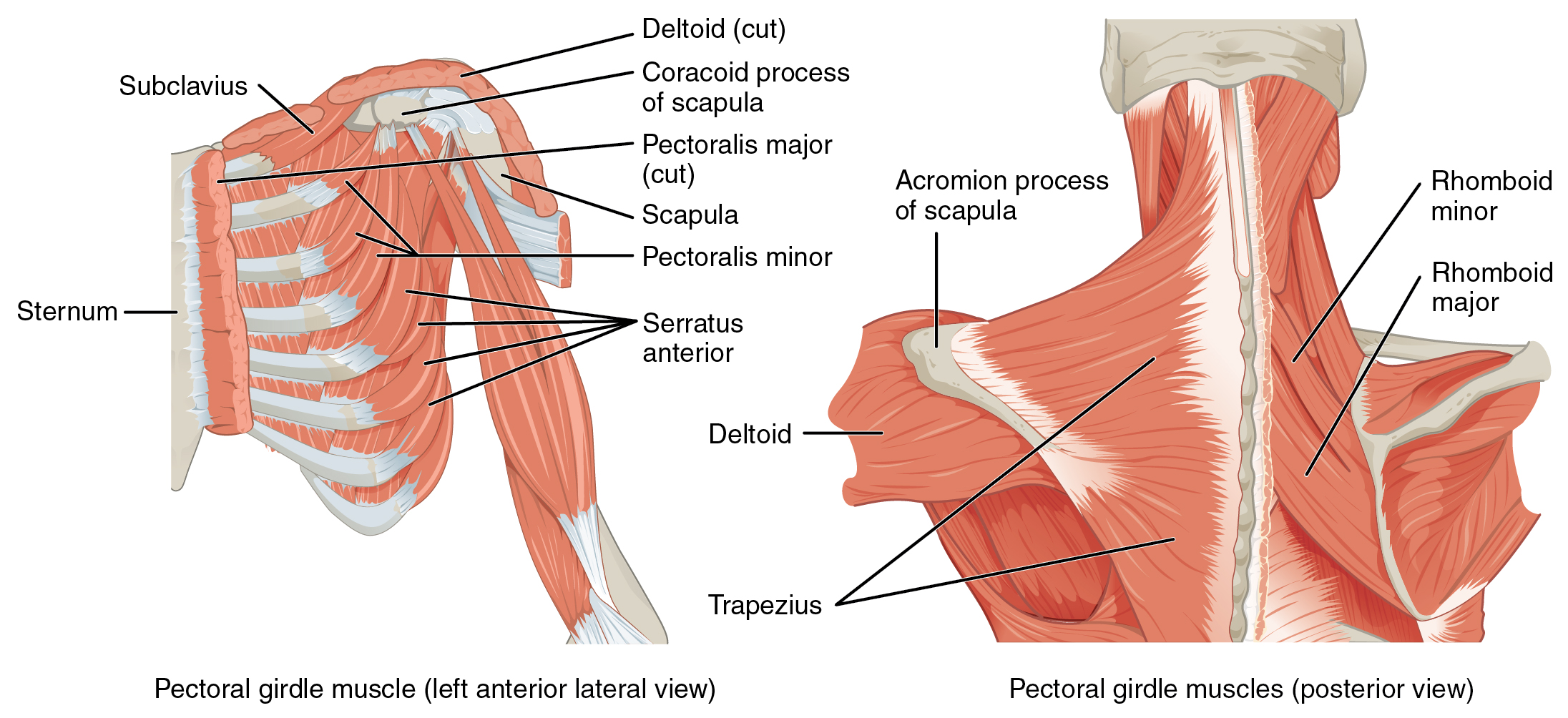 Shoulder Girdle Posterior