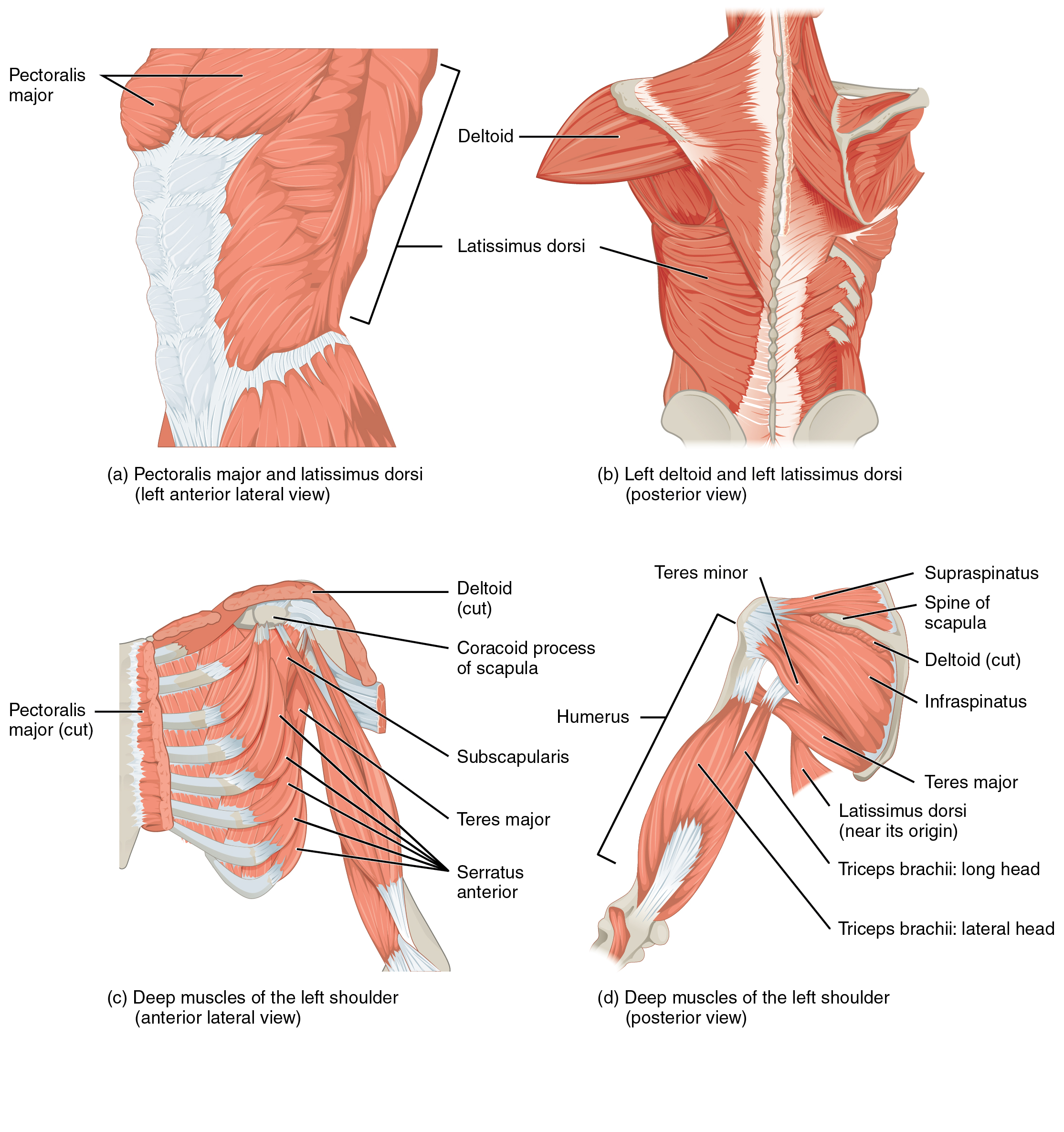 11 5 Muscles Of The Pectoral Girdle And Upper Limbs Douglas College 