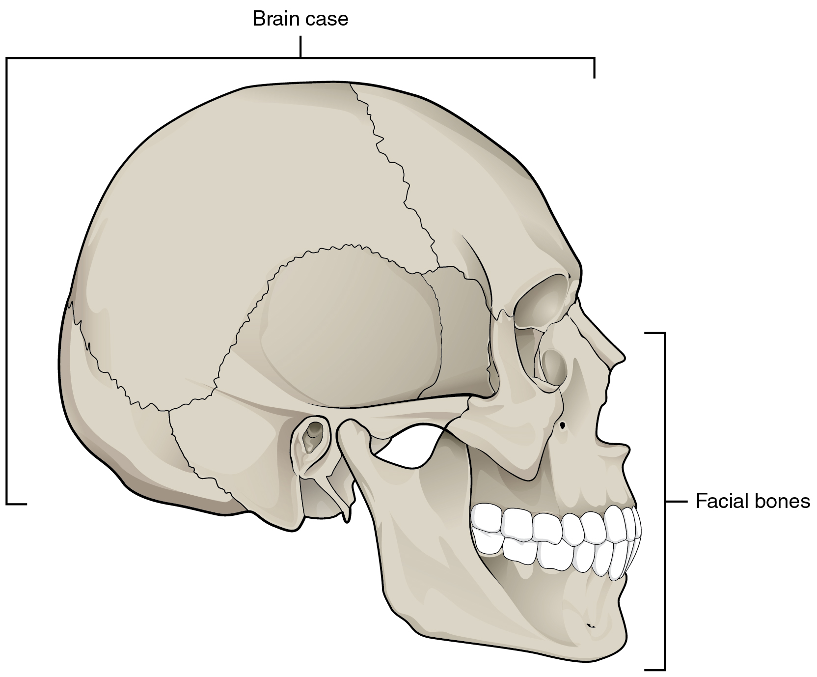 7 2 The Skull Douglas College Human Anatomy And Physiology I 1st Ed 