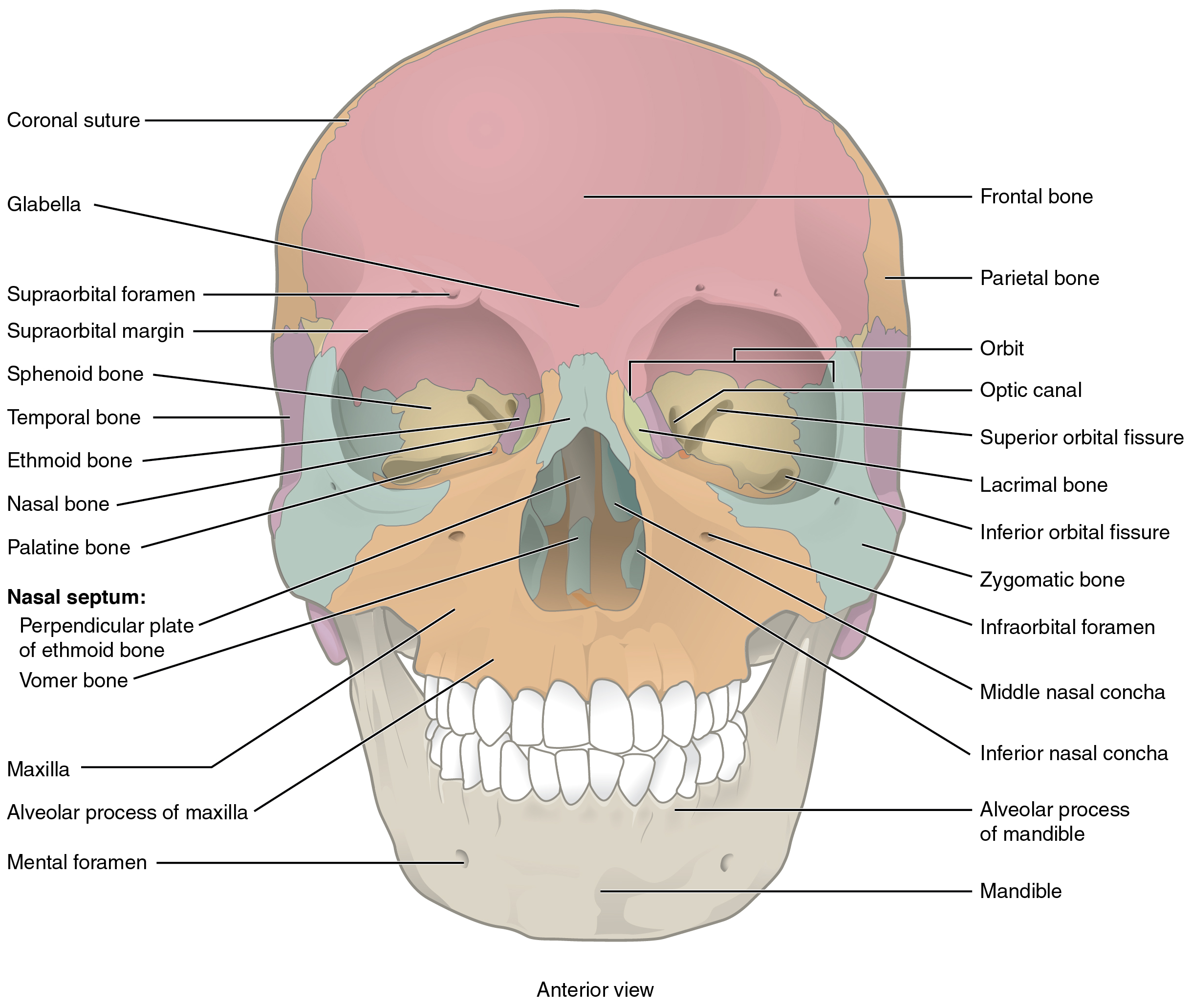 7 2 The Skull Douglas College Human Anatomy And Physiology I 1st Ed 