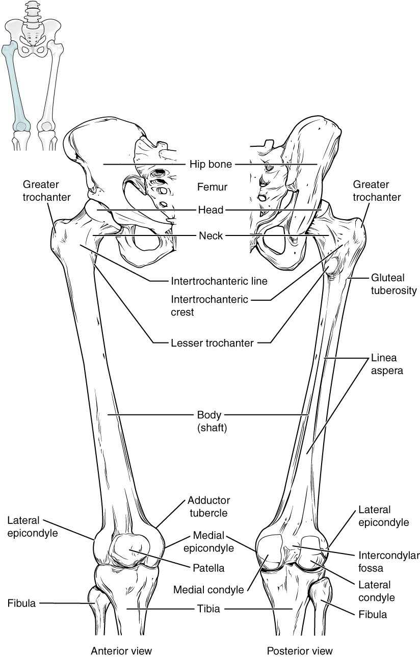 8 4 Bones Of The Lower Limb Douglas College Human Anatomy And 