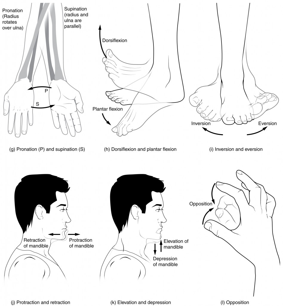 9 5 Types Of Body Movements Douglas College Human Anatomy And 
