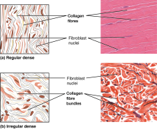 Unit 6: Tissue Structure and Functions – Douglas College Human Anatomy ...